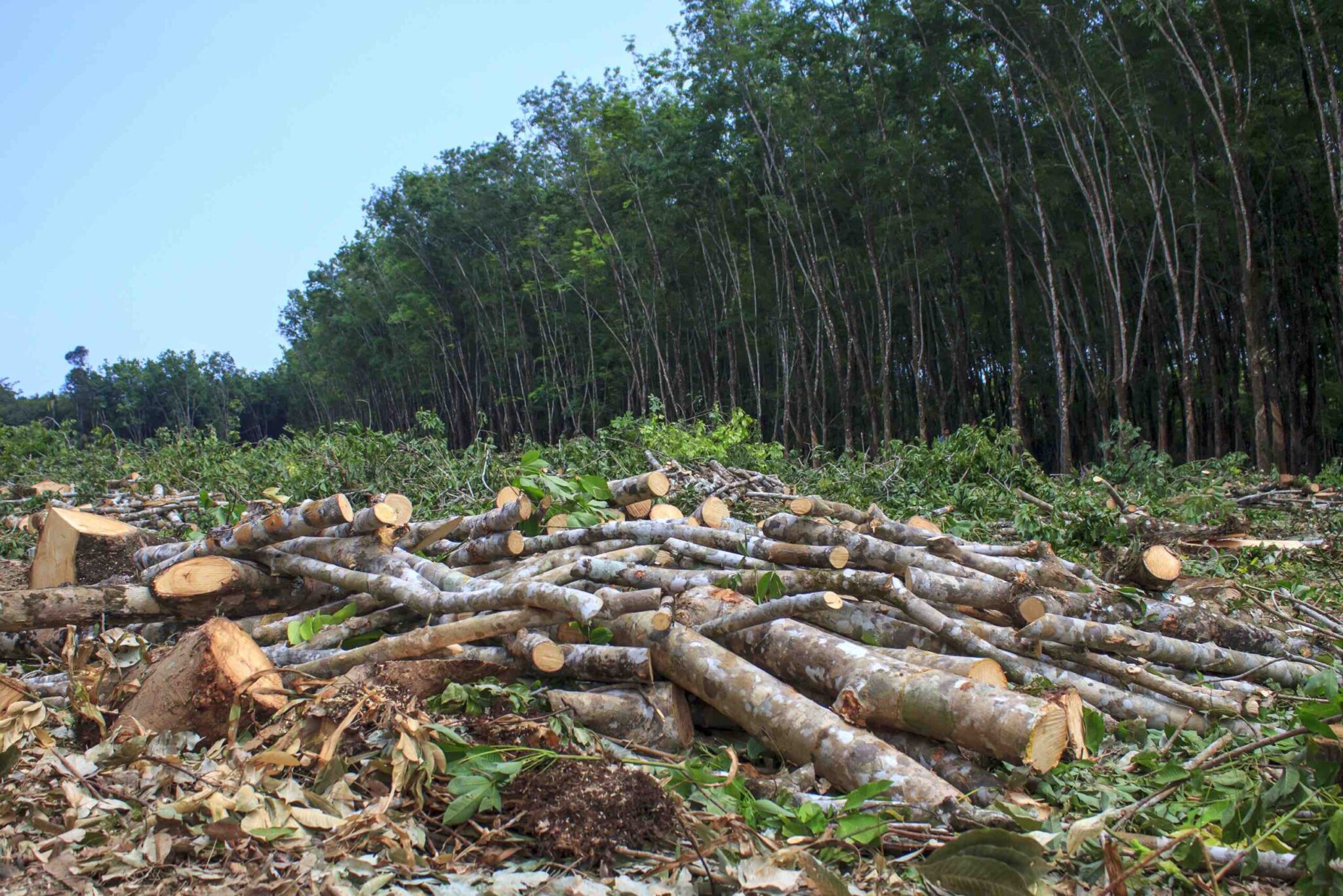 New EUDR-Style Bill Would Ban Deforestation-Linked Foods in US