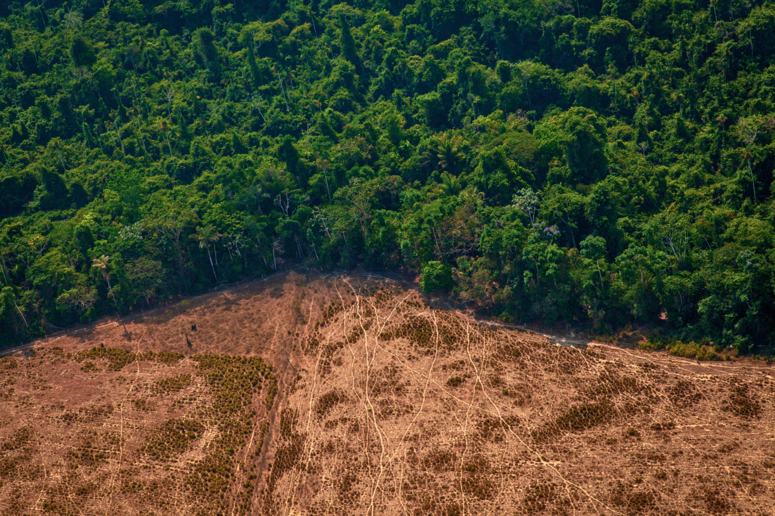 EU Proposes 12-Month Delay to Anti-Deforestation Regulation