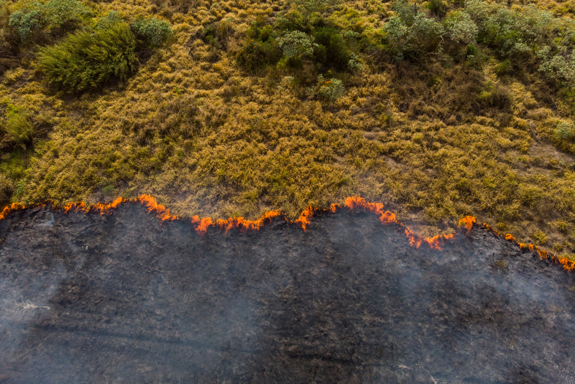 Forest Fires Are Shifting North & Causing Rising Carbon Emissions