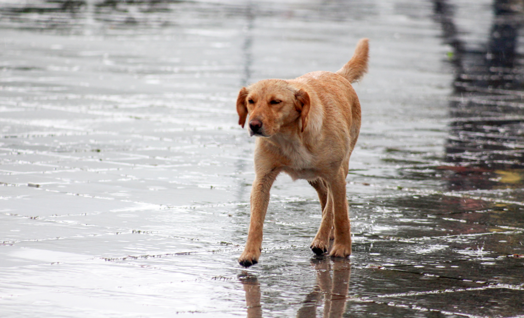 Paw-netary Health: How to Protect Your Pets from Climate Change