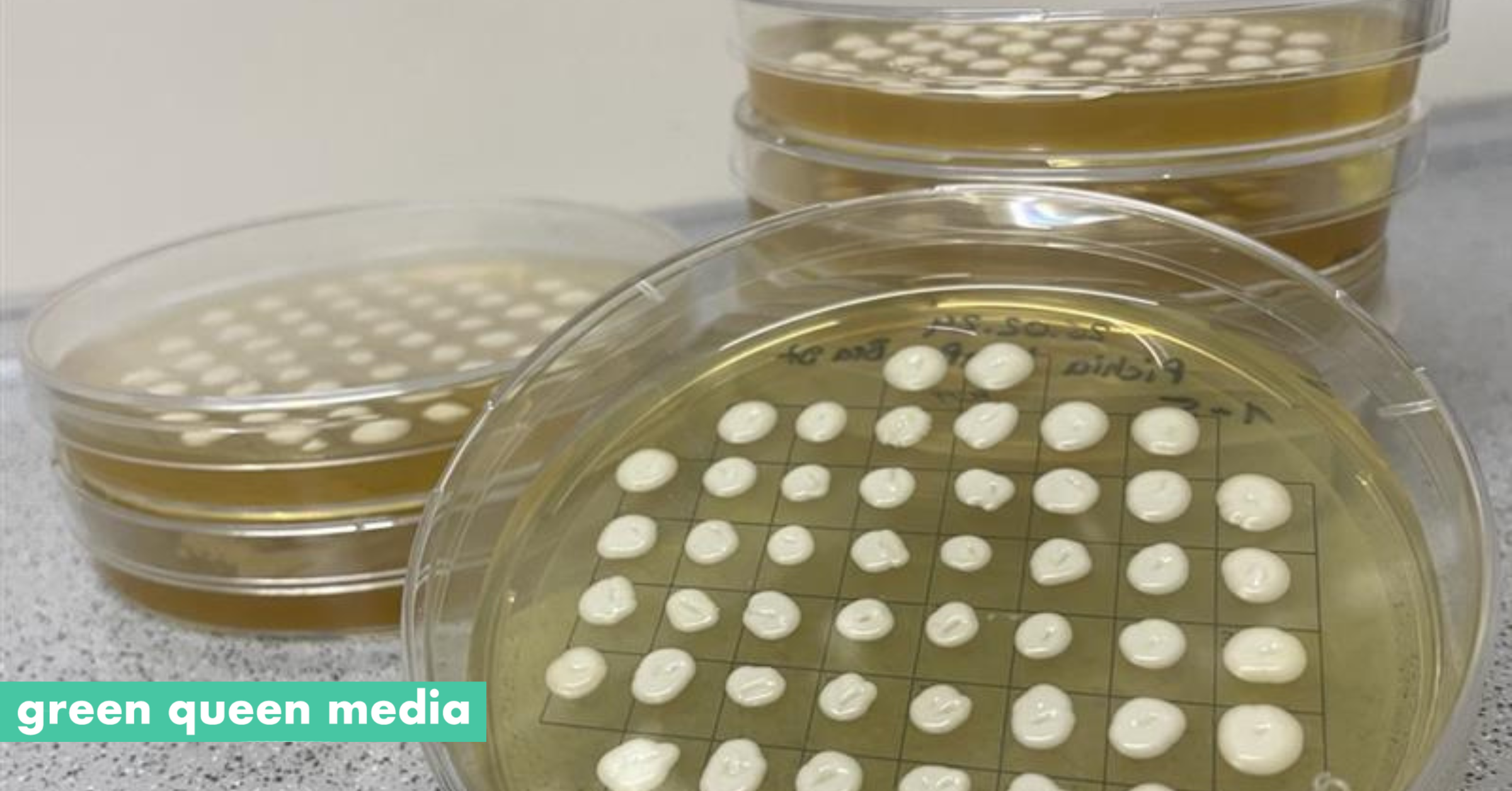 Scientists Create Protein That's 10,000 Times Sweeter Than Sugar