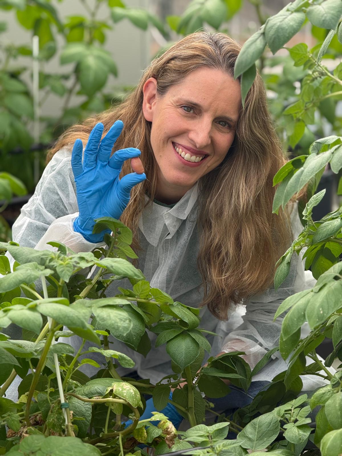 Finally Foods Begins First Field Trial for Casein-Producing Potatoes