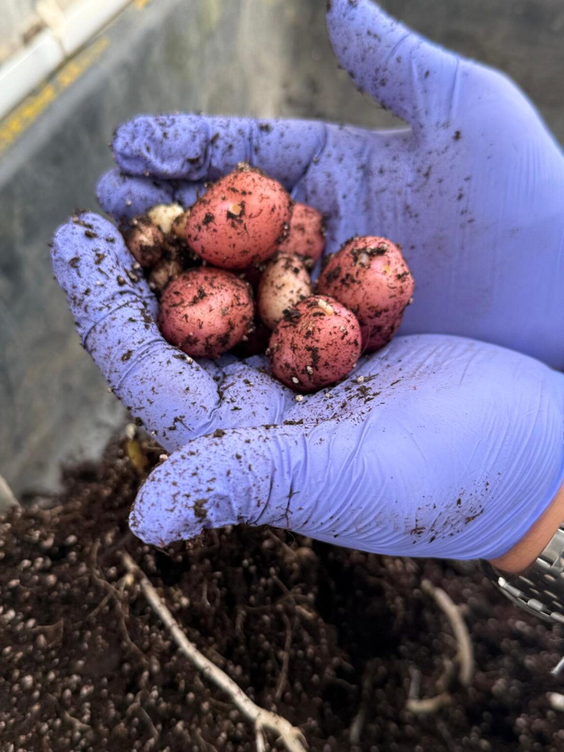 Finally Foods Begins First Field Trial for Casein-Producing Potatoes
