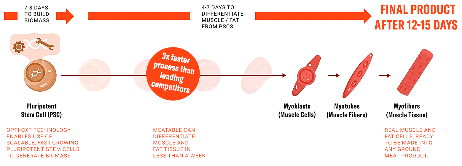 Lab-Grown Pork Firm Meatable Goes Beyond Meat Fashion with Cultivated ...