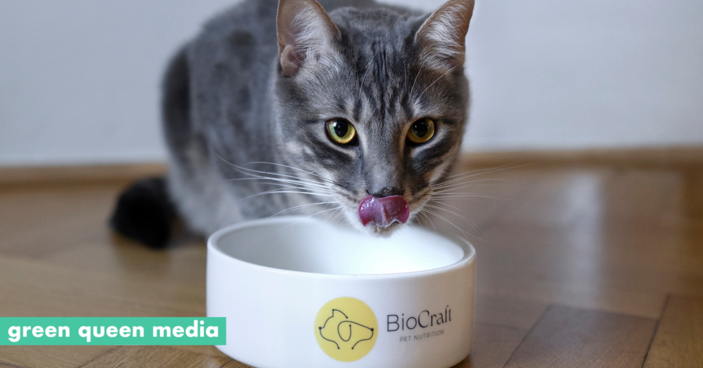 What Goes Into the Future of Cat Food? 99% Lab-Grown Meat, 1% Plant Fibres
