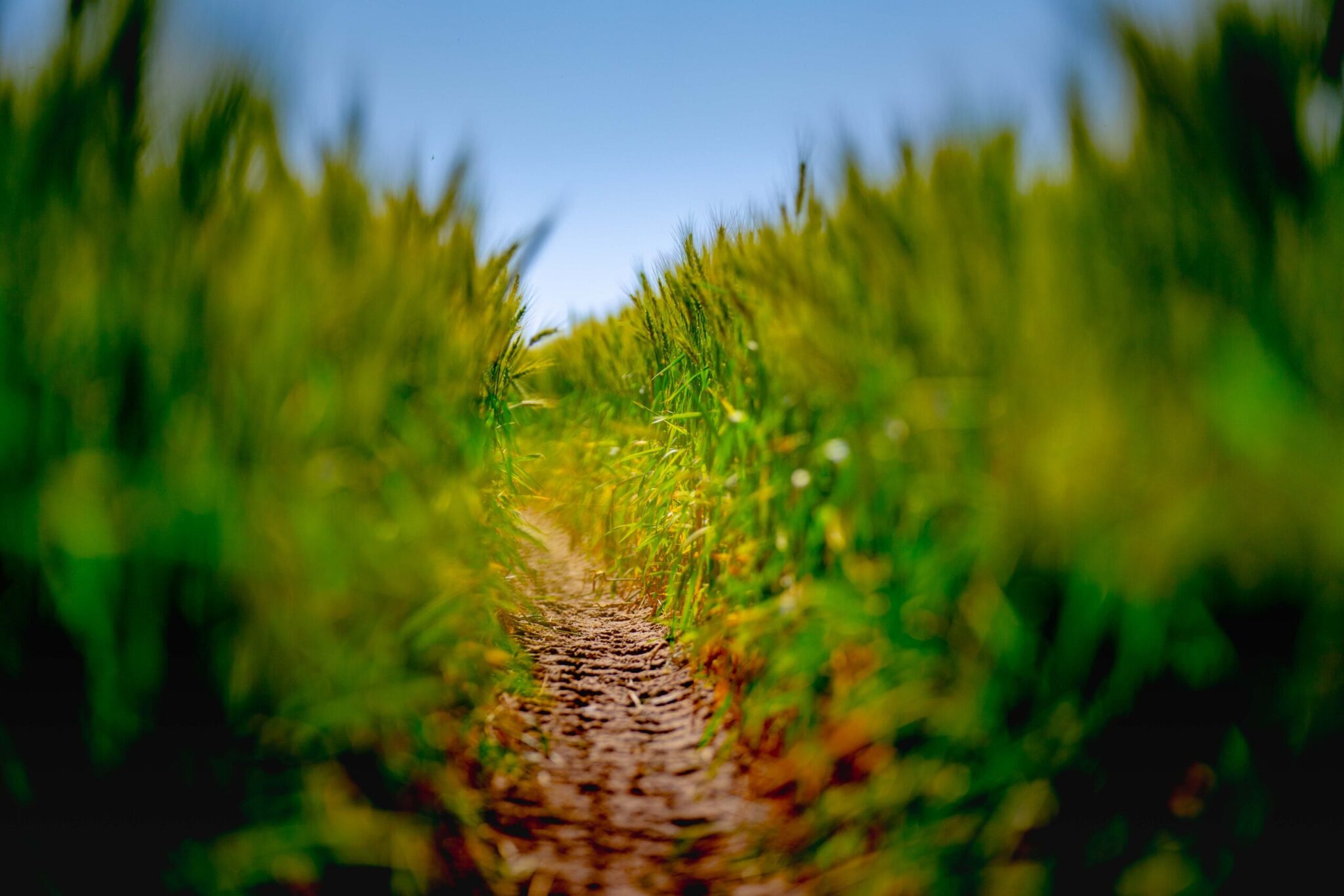 Emirati Scientists Create Wheat Variety with 'Record-Breaking' 19% Protein