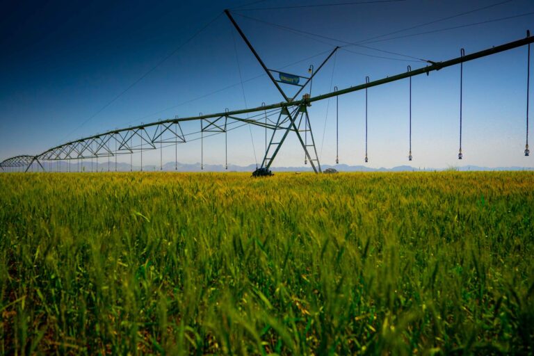 Emirati Scientists Create Wheat Variety with 'Record-Breaking' 19% Protein