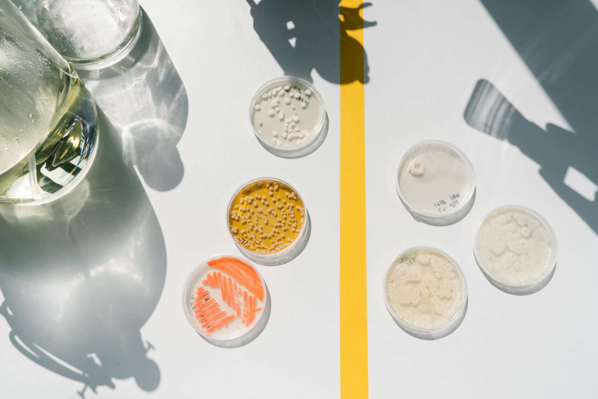 This Company is Using AI & Fermentation to Create Deforestation-Free Fats