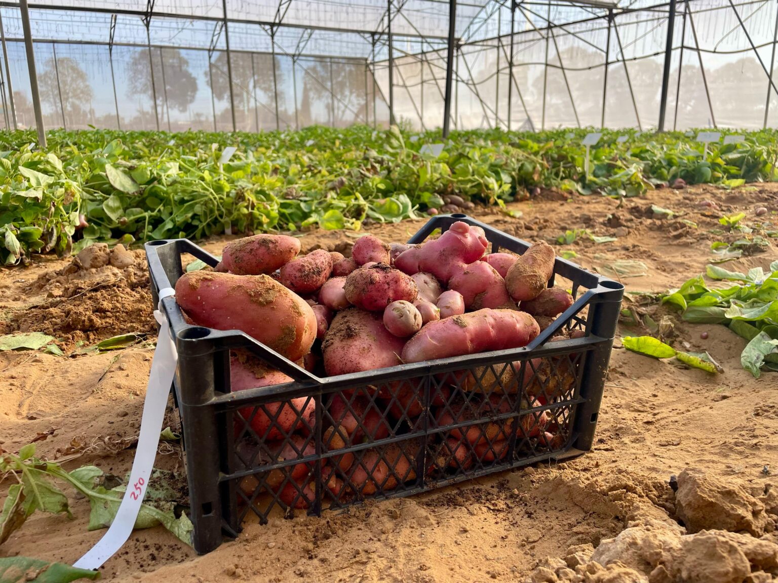 Israel's PoLoPo Targets High-Protein Potato Chips with Molecular ...