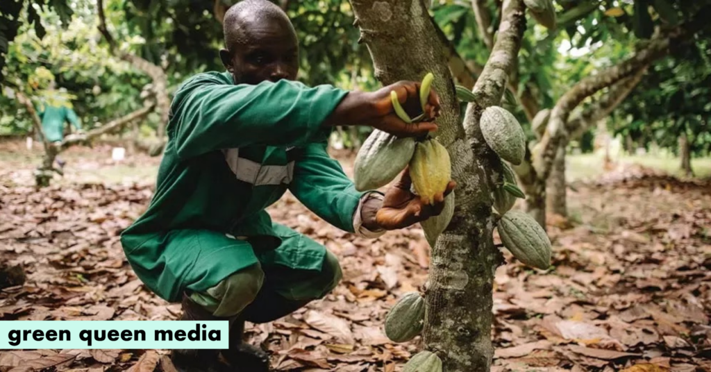 As Climate Change Bites, Nestlé Invents New Technique to Boost Cocoa Yields
