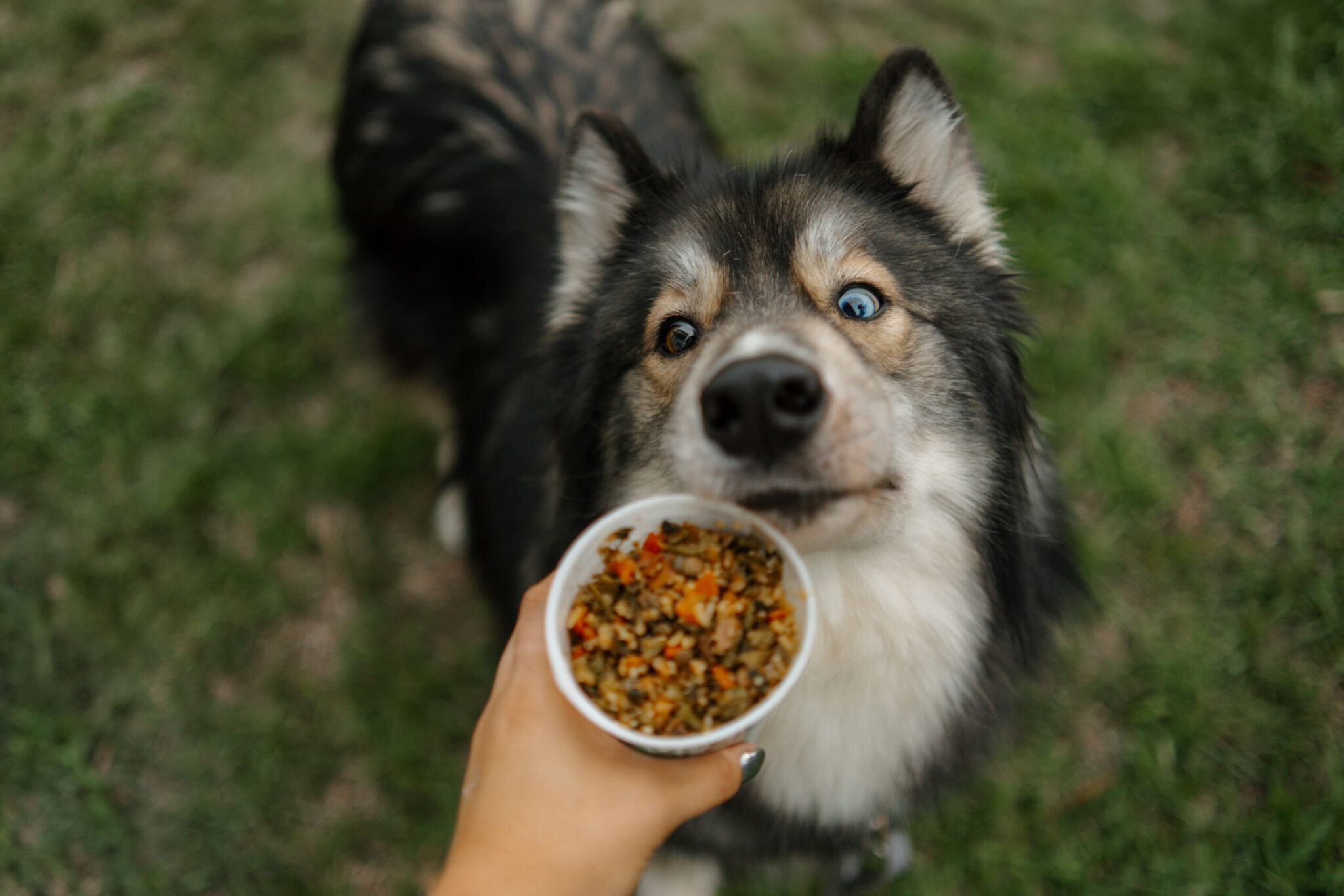 PawCo, A Vegan Pet Food Startup, Thinks Your Dog Needs Salad