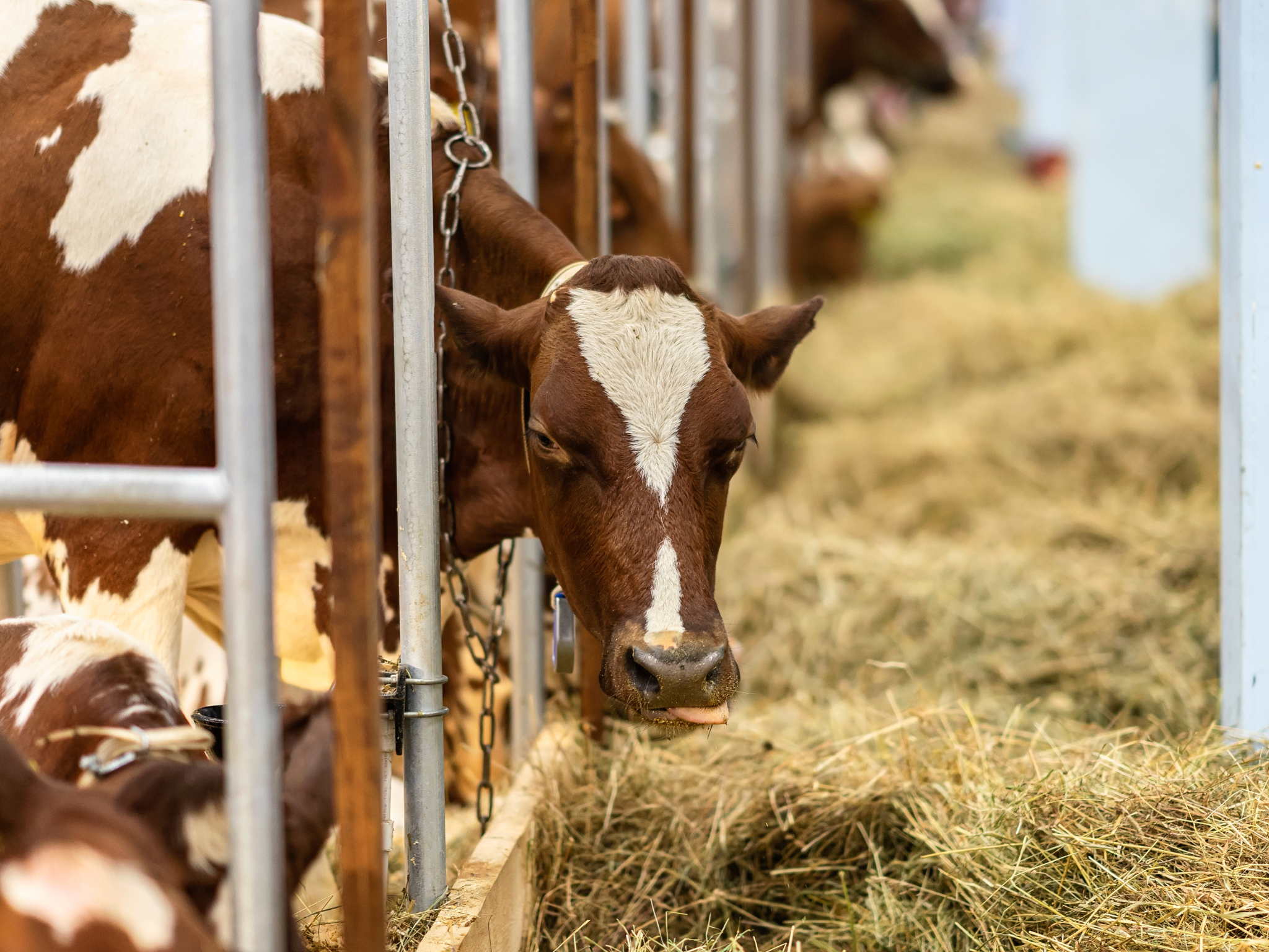 Food Insiders Blast UK Meat Industry's Surge in Factory Farming