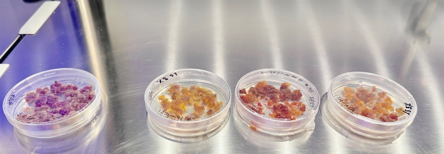 Italian Scientists Create 3D-Printed Snacks with Plant Cell Culture ...