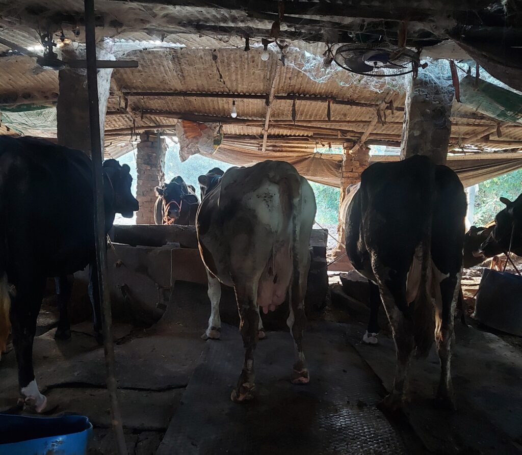 India’s Dairy Crown Comes At A Heavy Cost: To The Climate, Cows & Those ...