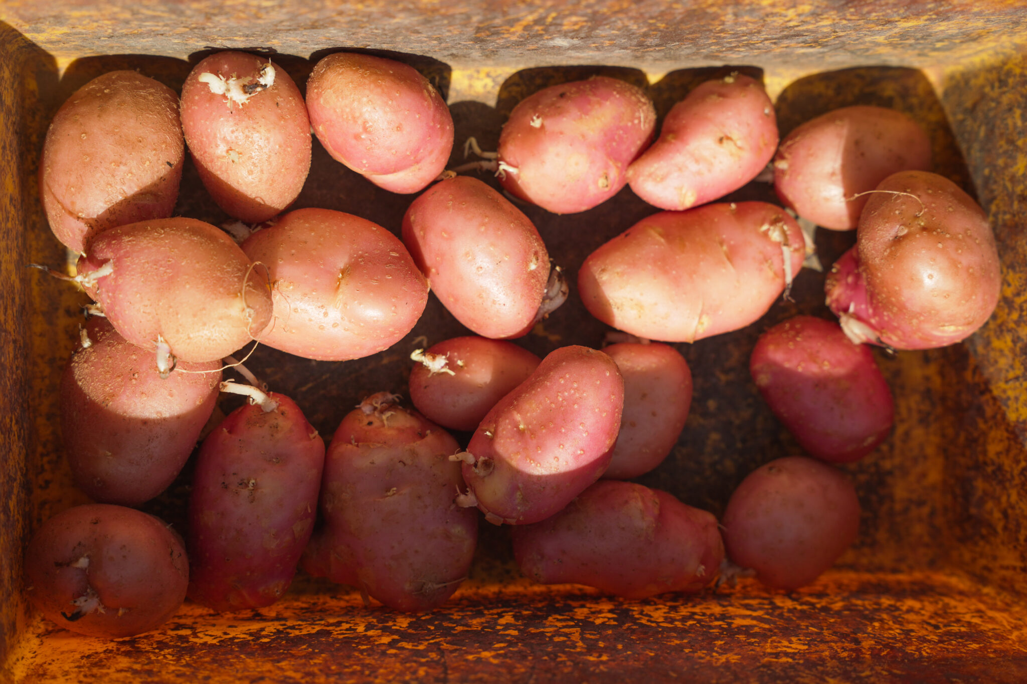 AI-Led Finally Foods Bags New Funding to Grow Dairy Proteins in Potatoes