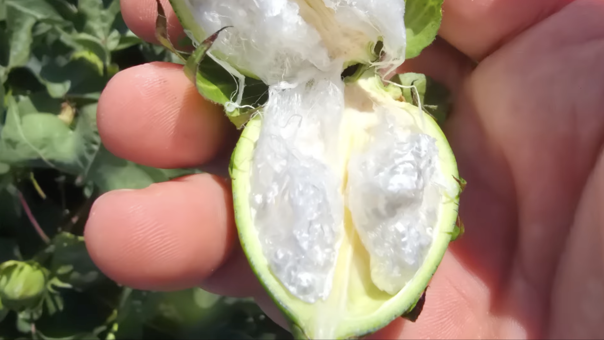 Bezos Earth Fund Bets $34M on Lab-Grown Cotton & Silk for Sustainable ...