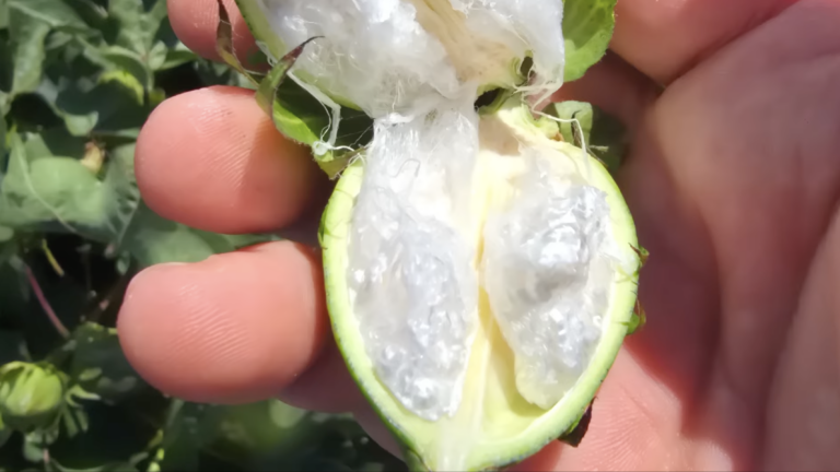 Bezos Earth Fund Bets $34M on Lab-Grown Cotton & Silk for Sustainable ...