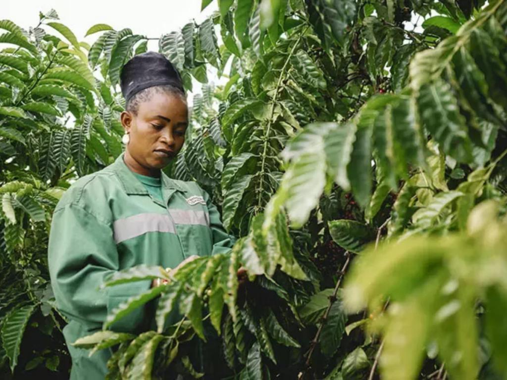 Nestlé Deepens Work on Climate-Resilient Coffee with High-Yielding ...